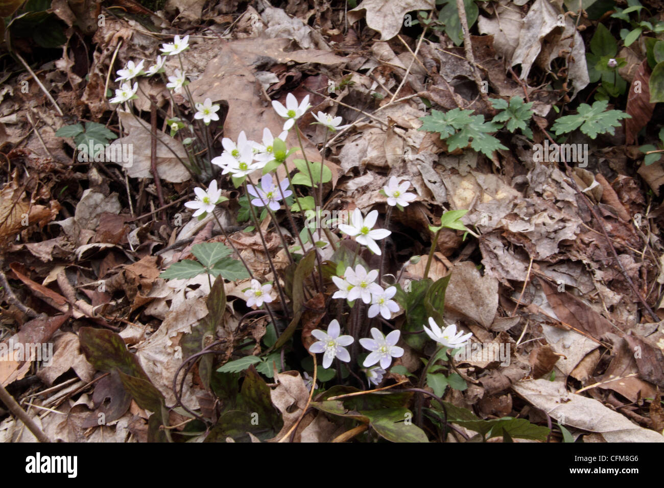 Hepatica hi-res stock photography and images - Alamy