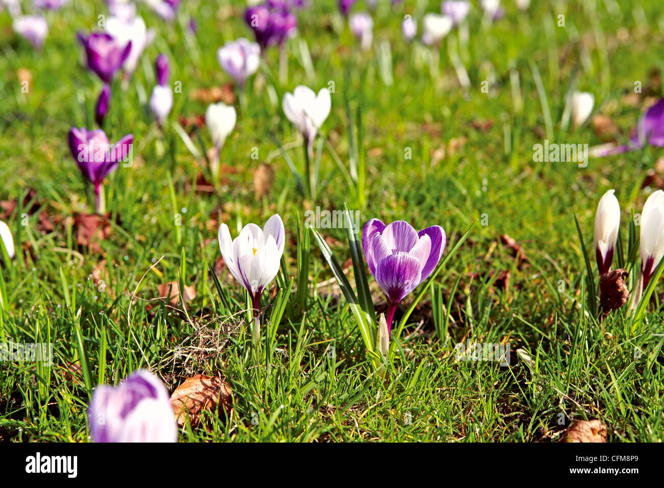 early crocuses in the park in spring Stock Photo - Alamy