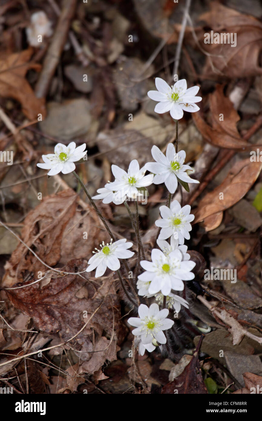 Sharp lobed hepatica in bloom on woodland floor in Tennessee Stock ...