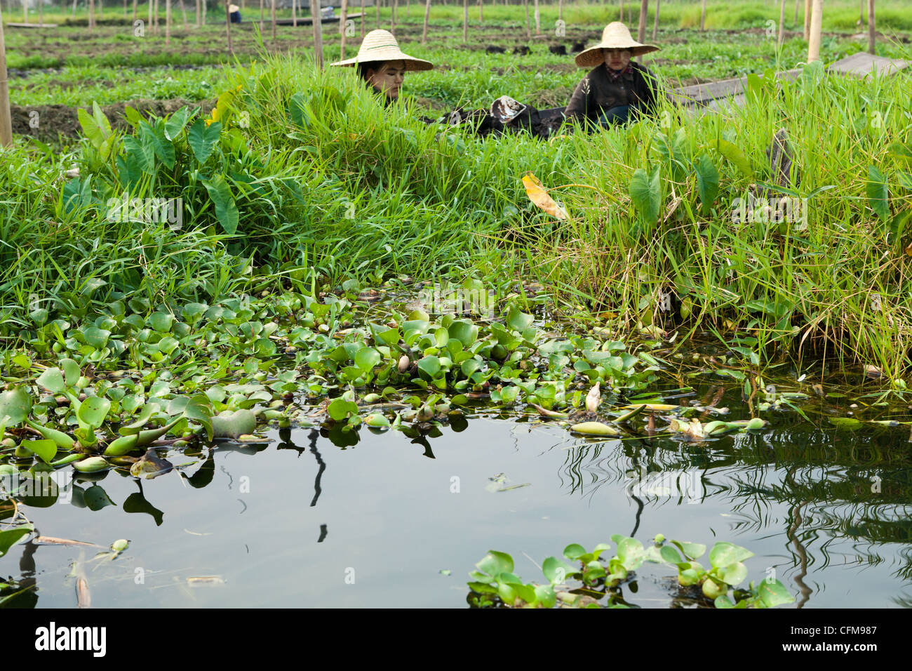 The floating gardens of Inle Lake. Here Intha farmers grow flowers ...