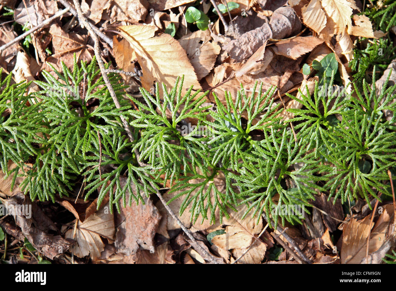 Ground Cedar Club Moss