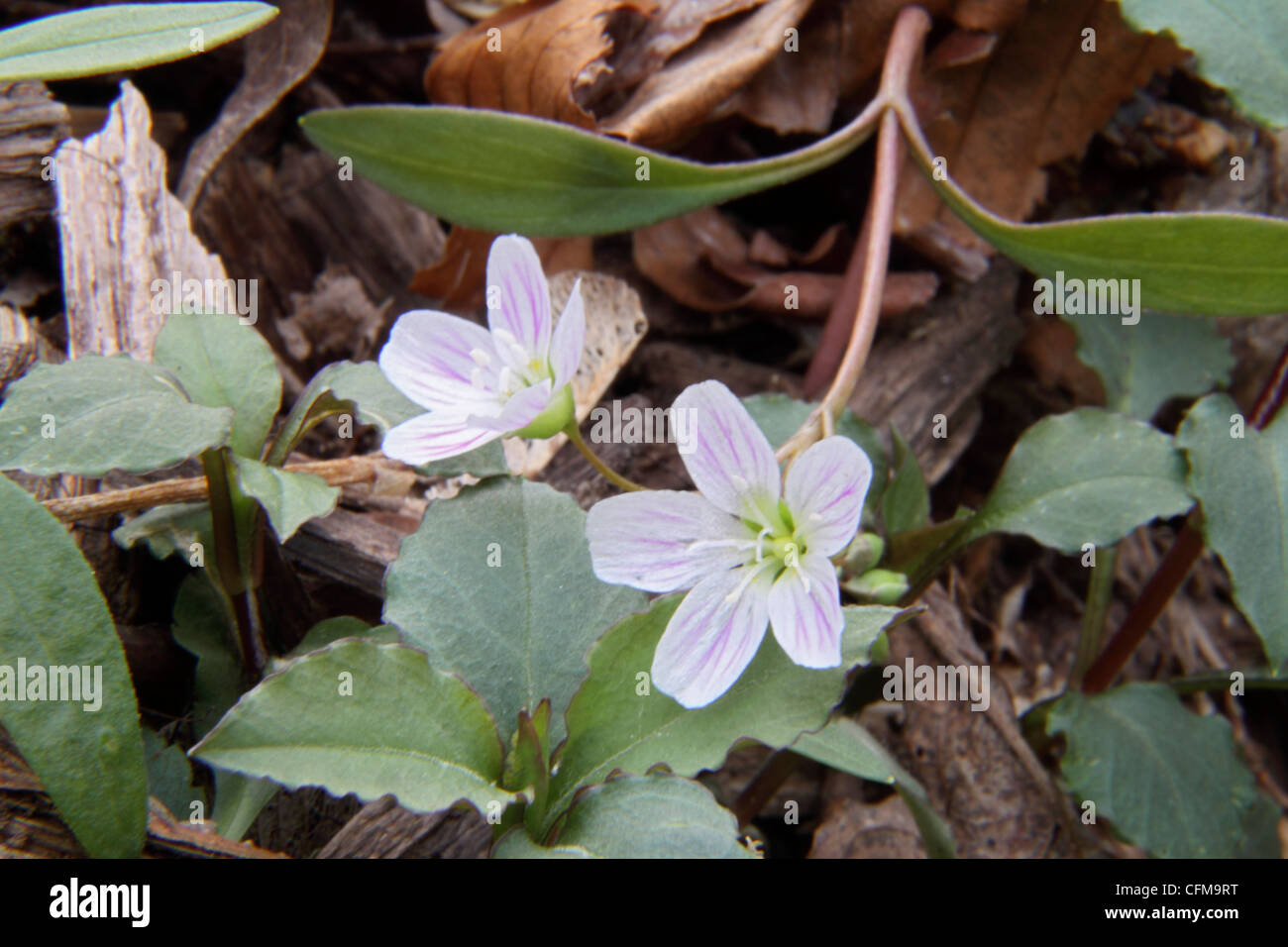 Spring beauty in bloom in early March in Tennessee Stock Photo - Alamy