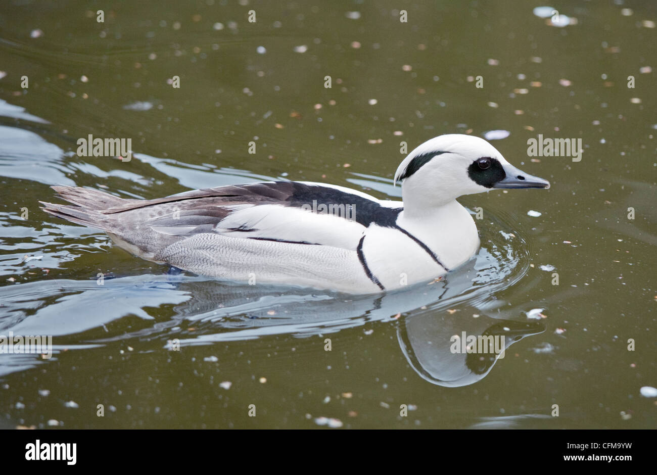 Smew Drake ( mergellus albellus Stock Photo - Alamy