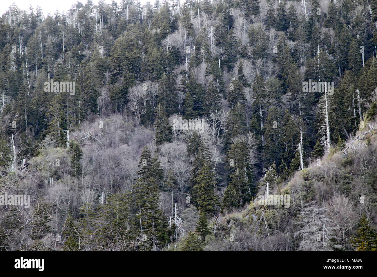 Deciduous insect hi-res stock photography and images - Alamy