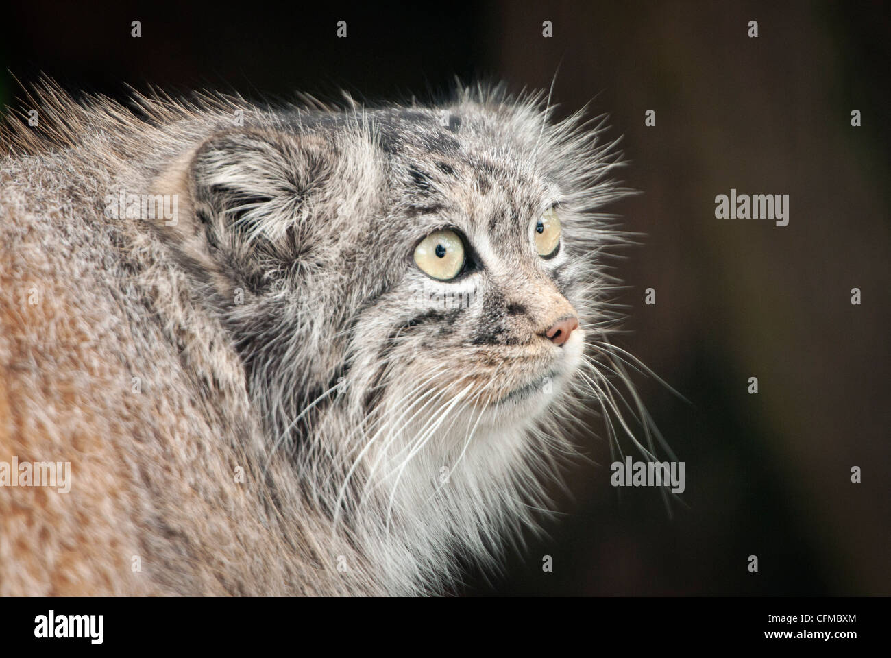 Garfield cat hi-res stock photography and images - Alamy