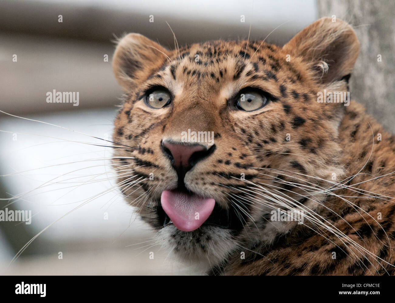 Laughing Leopard