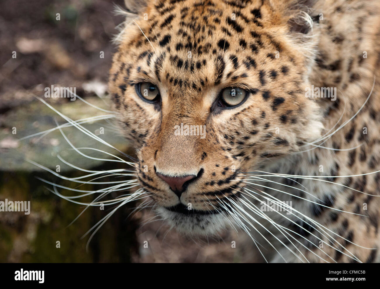 Endangered north chinese leopard cat hi-res stock photography and ...