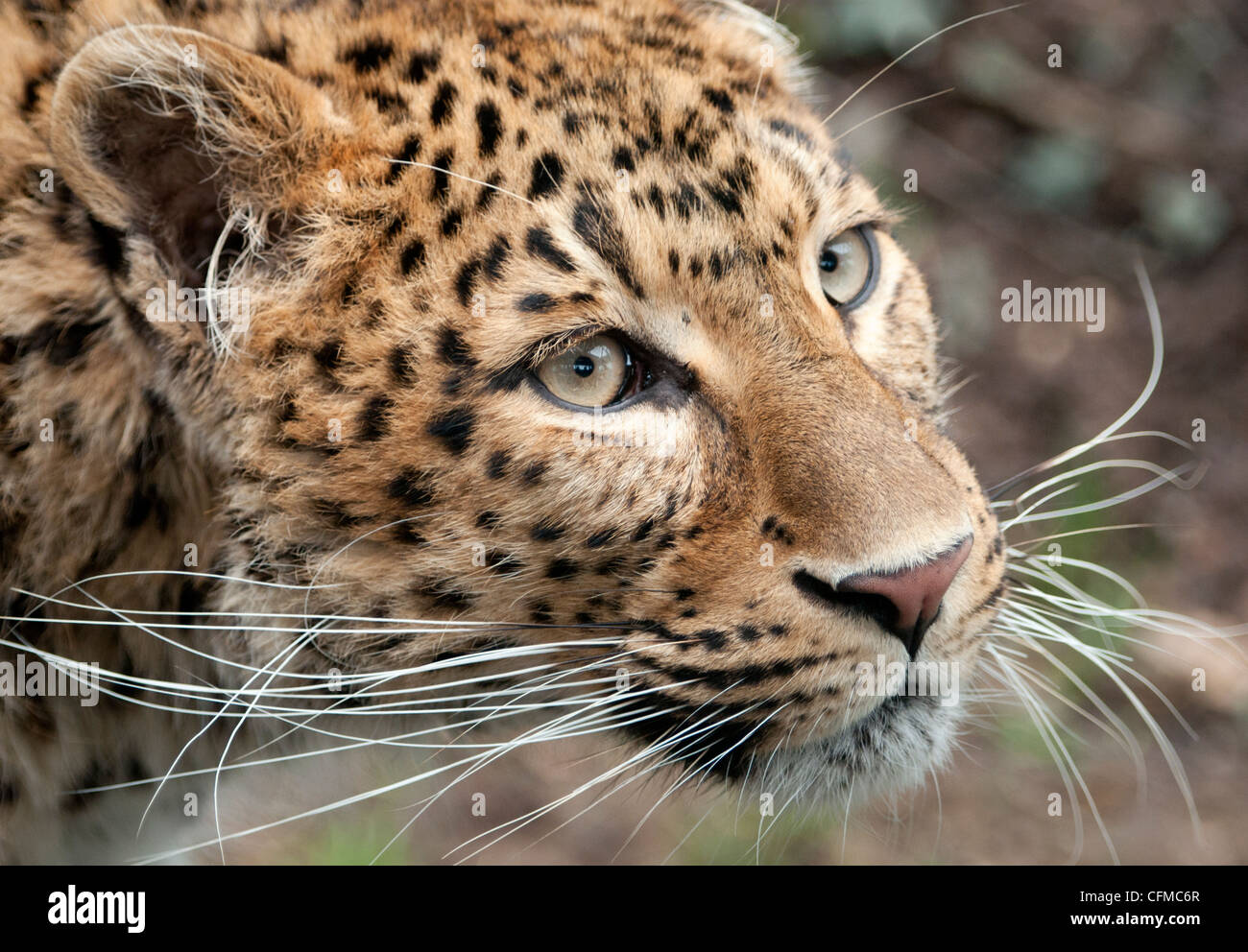 Female North Chinese leopard (headshot Stock Photo - Alamy