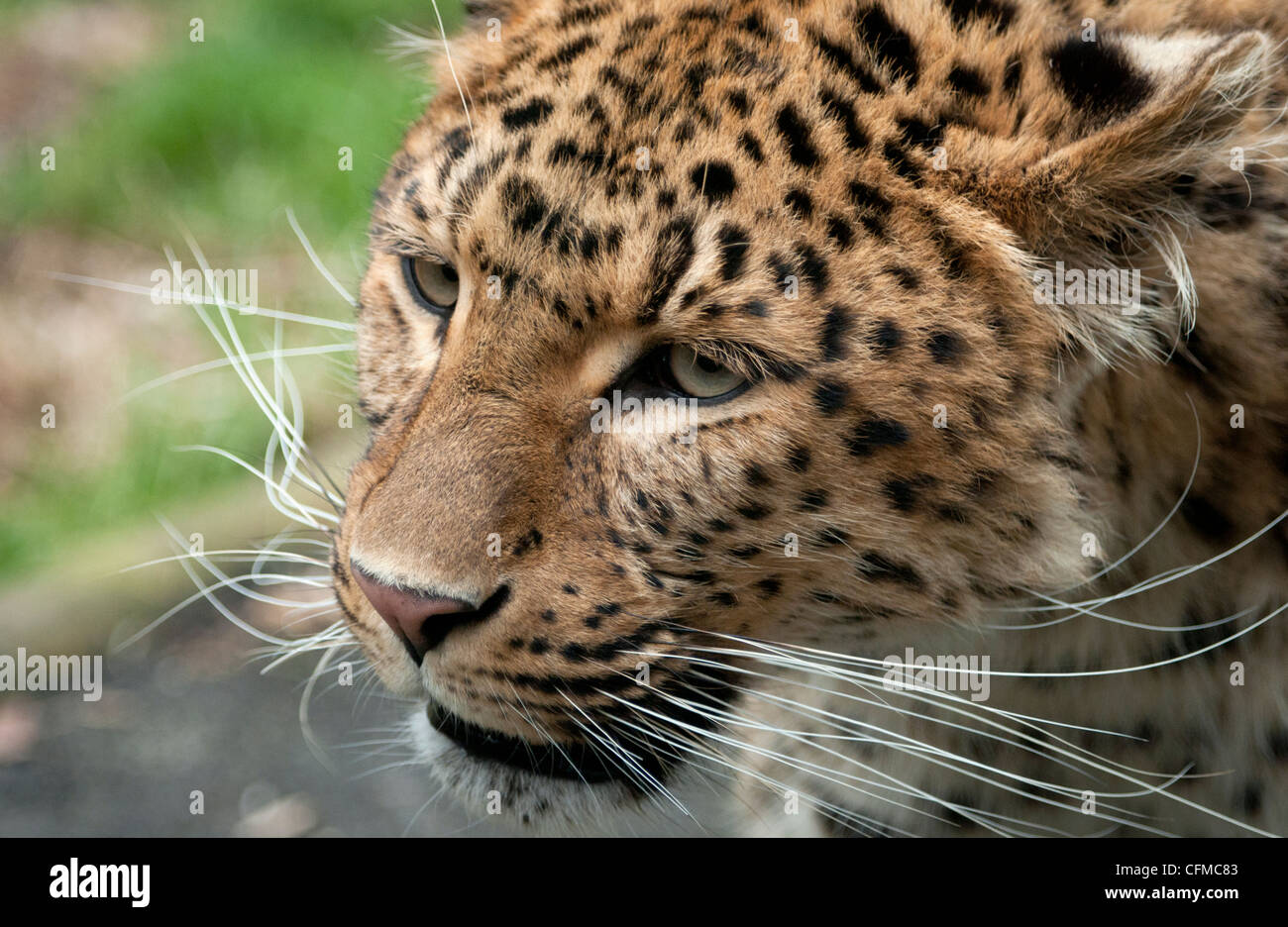North chinese leopard cat hi-res stock photography and images - Alamy