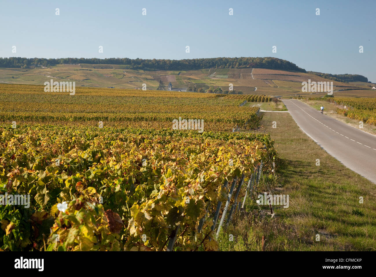 Vineyards near Avize, Champagne-Ardenne, France, Europe Stock Photo - Alamy
