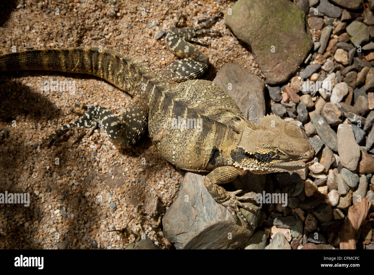Water dragon habitat High Resolution Stock Photography and Images - Alamy