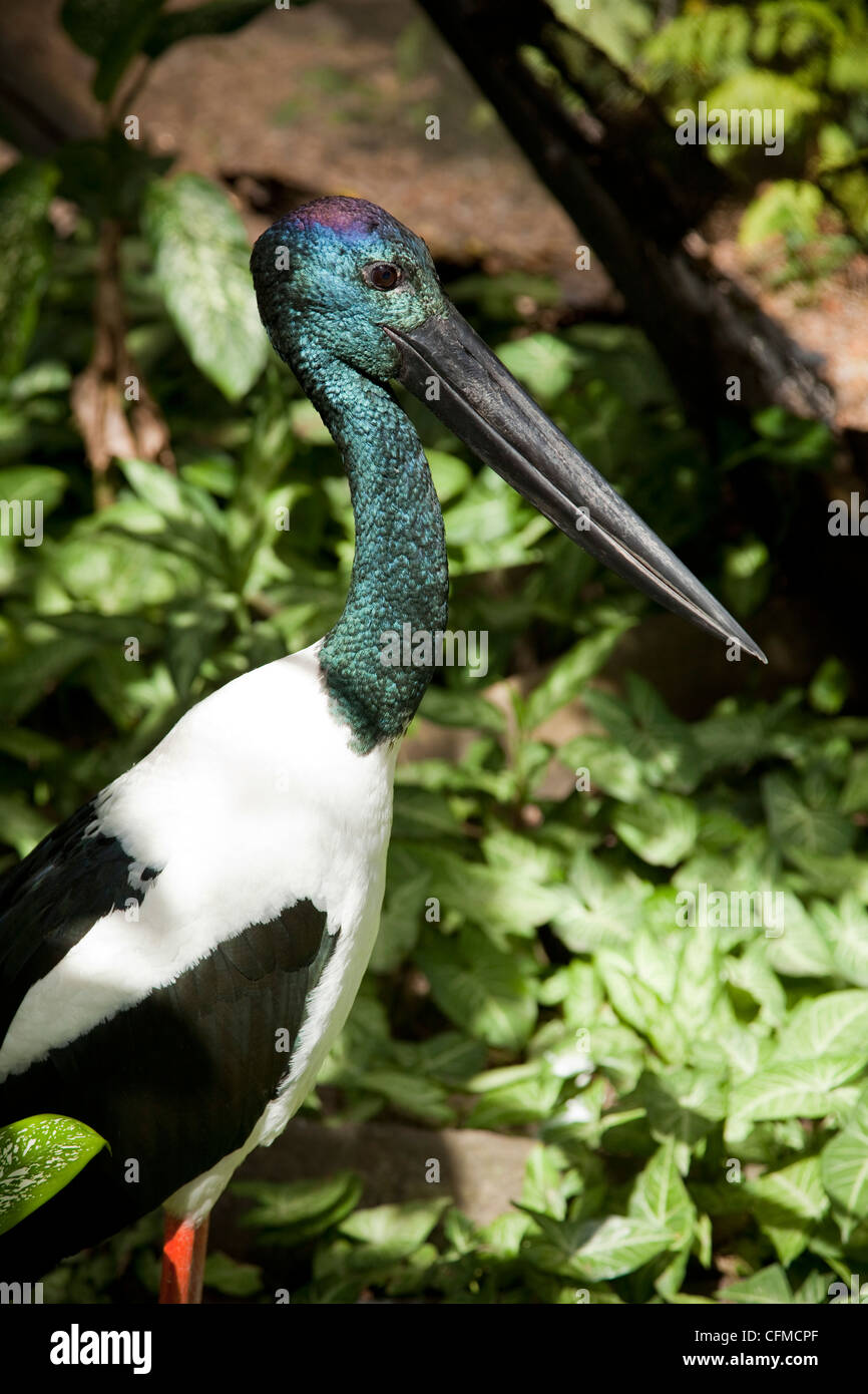 Black-necked stork (Ephippiorhynchus asiaticus), The Wildlife Habitat ...