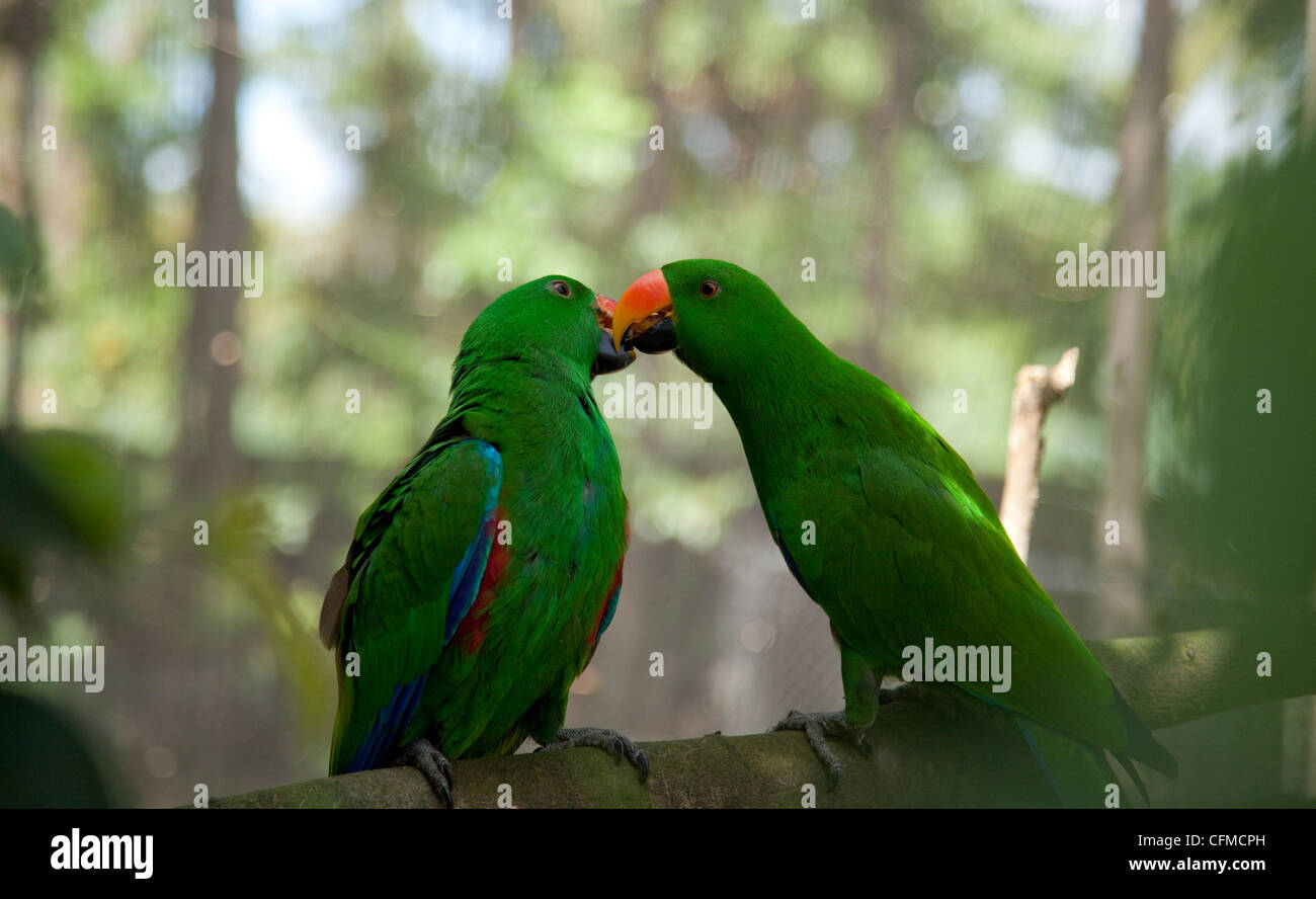 Male Eclectus parrots (Eclectus roratus), The Wildlife Habitat, Port ...