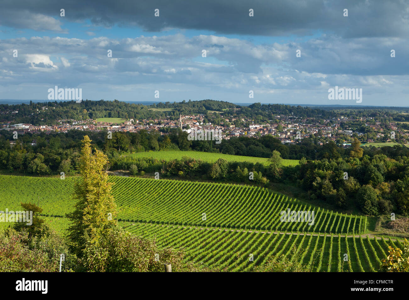 View of Dorking across Denbies Vineyard, Surrey Hills, Surrey, England ...