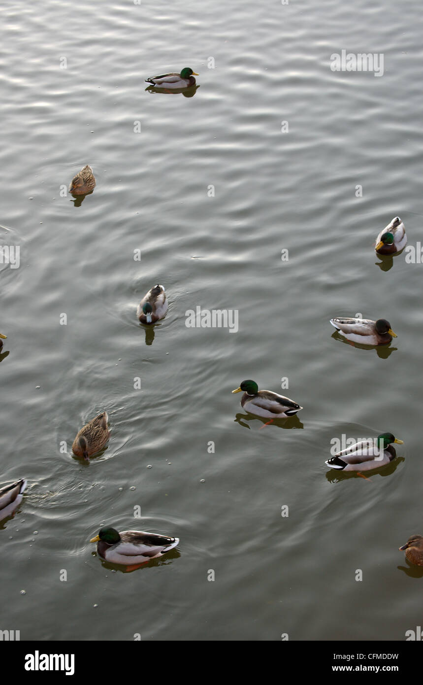 Random bird hi-res stock photography and images - Alamy