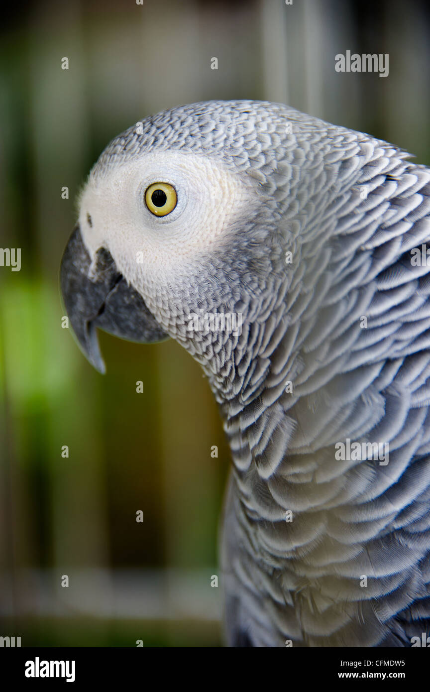 African Grey Parrot Stock Photo - Alamy