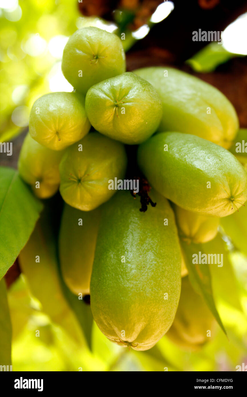 Averrhoa bilimbi (commonly known as bilimbi, cucumber tree, or tree ...