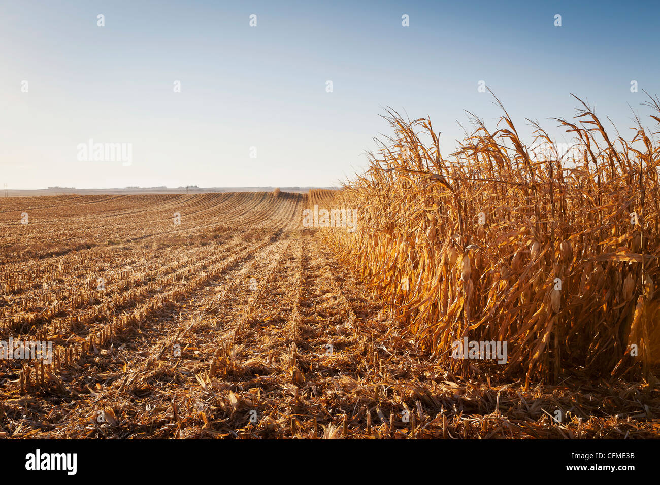 Iowa corn field hi-res stock photography and images - Alamy