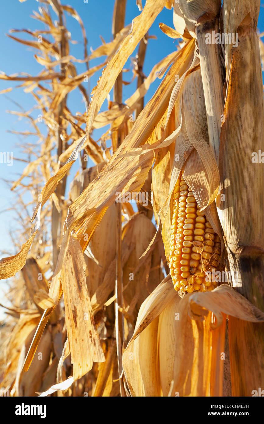 Crop of ripe dent corn hi-res stock photography and images - Alamy