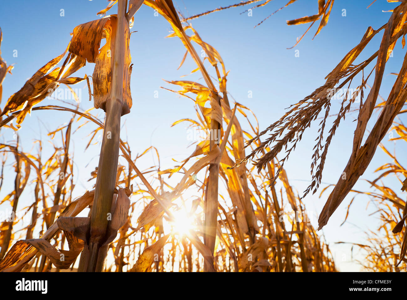 USA, Iowa, Latimer, Close-up of ripe corn Stock Photo - Alamy