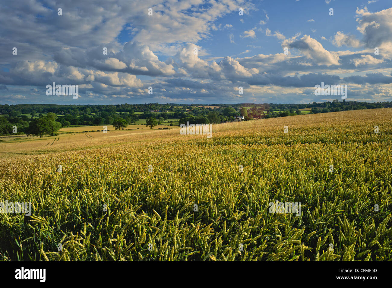 Wheatfield, Warwickshire, England, United Kingdom, Europe Stock Photo ...