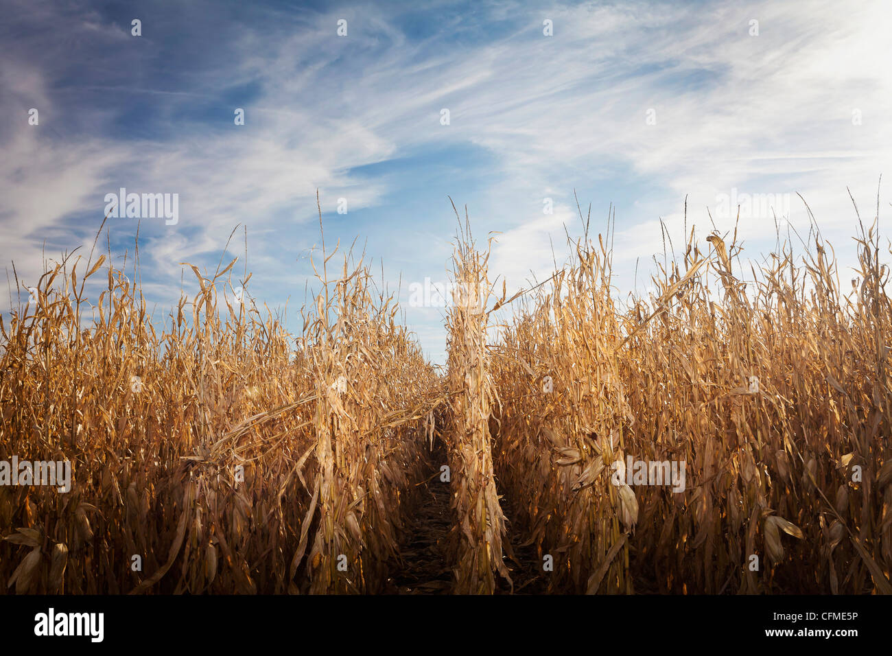 Corn Field Iowa High Resolution Stock Photography and Images - Alamy