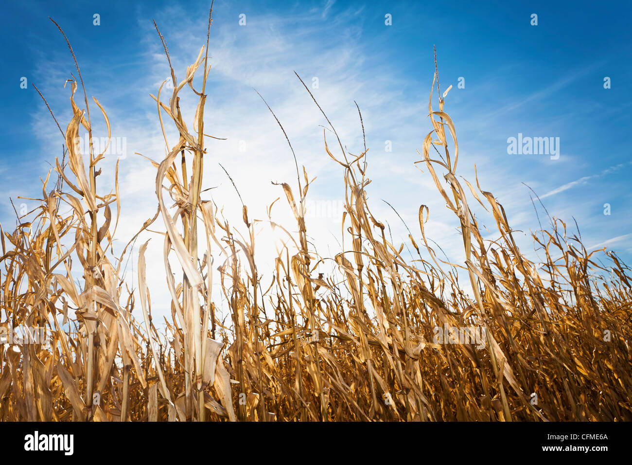 USA, Iowa, Latimer, Field of ripe corn Stock Photo - Alamy