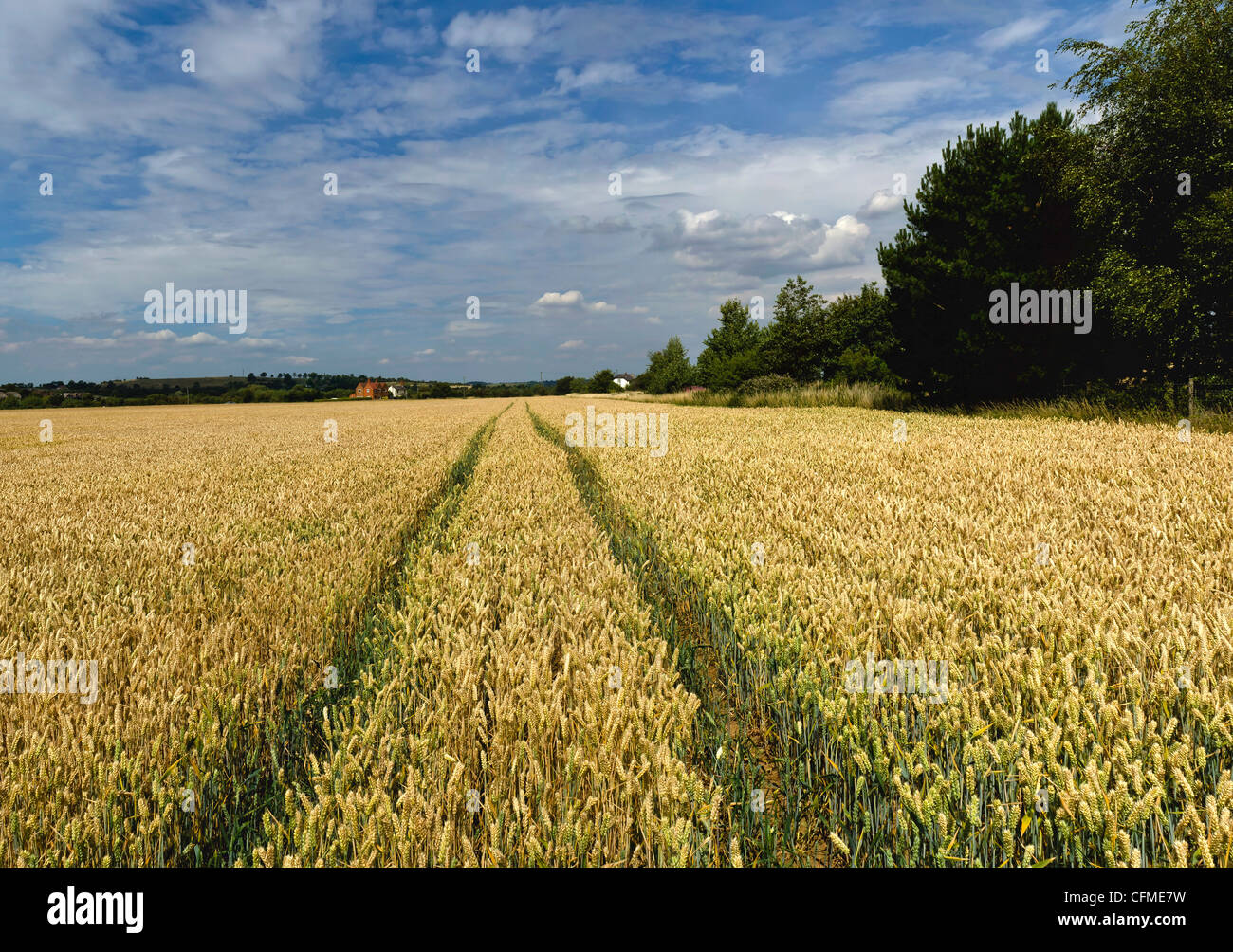Crops growing in a field, United Kingdom, Europe Stock Photo - Alamy