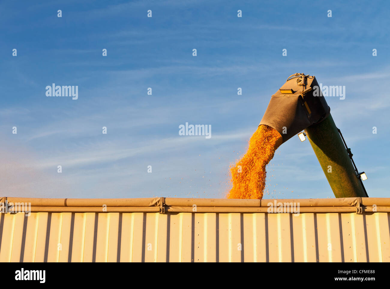 USA, Iowa, Latimer, Combine harvester harvesting corn Stock Photo - Alamy