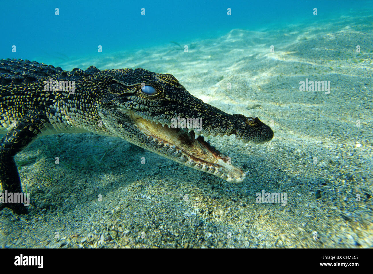 Kimbe Papua New Guinea High Resolution Stock Photography and Images - Alamy