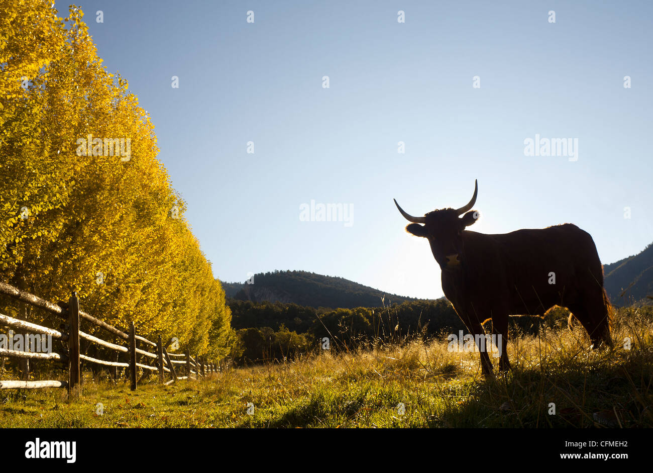 Pasture change hi-res stock photography and images - Alamy
