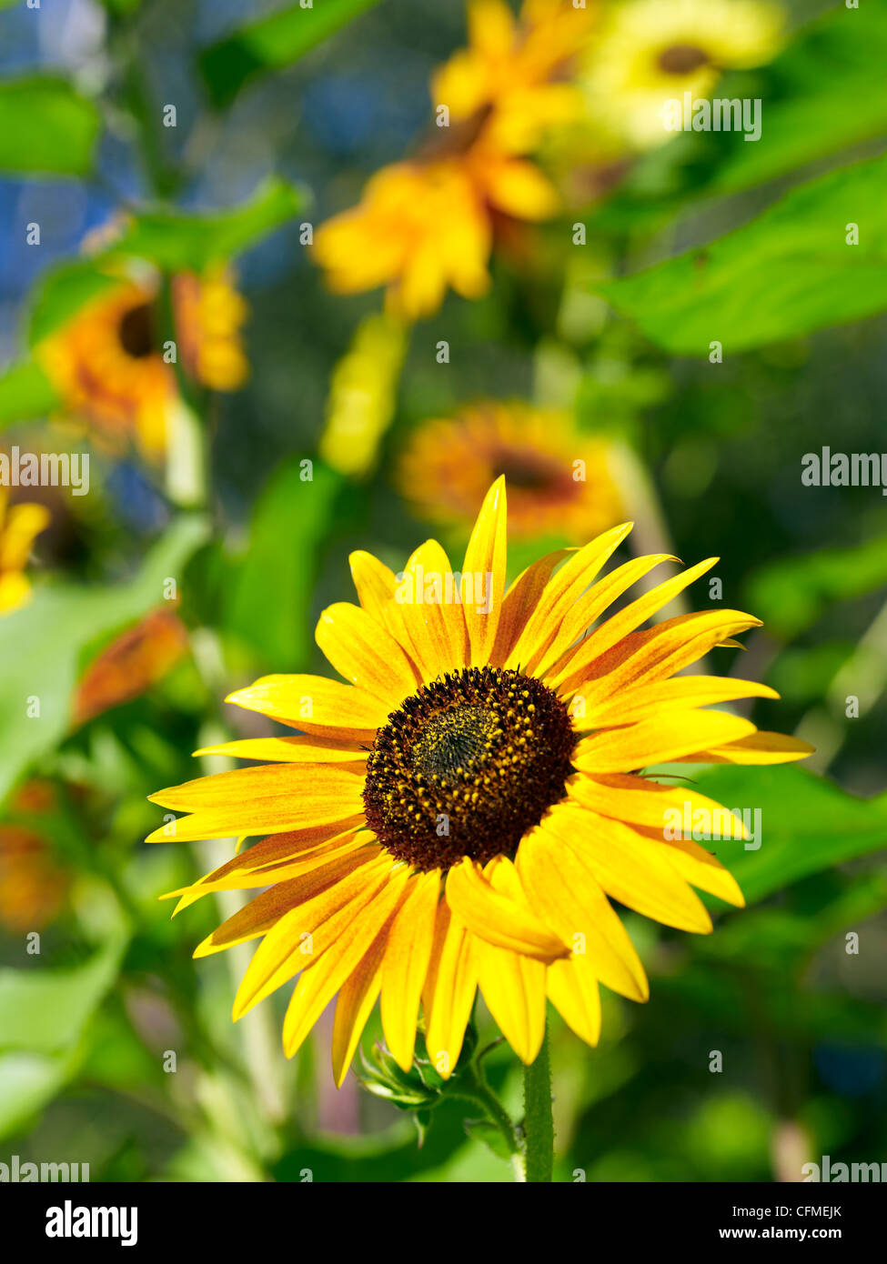 Colorado yellow flower hi-res stock photography and images - Alamy