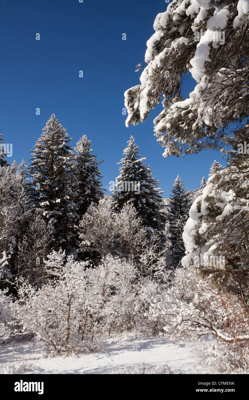 USA, Colorado, Winter landscape Stock Photo - Alamy