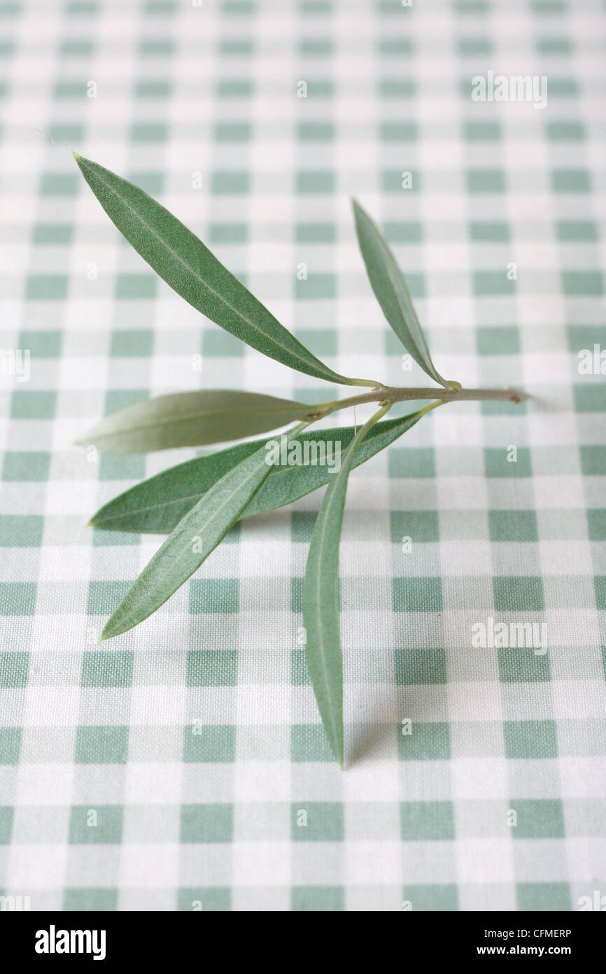 Olive tree twig hi-res stock photography and images - Alamy