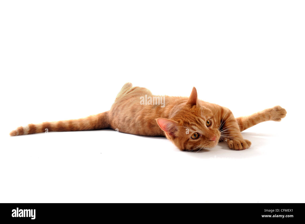 ginger cat laid down in front of white background Stock Photo - Alamy
