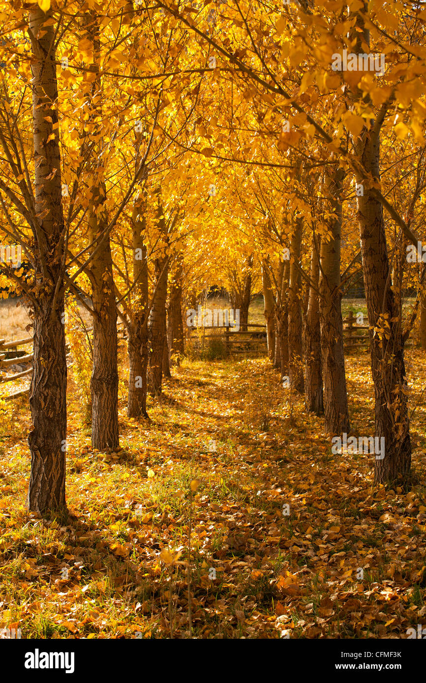 USA, Colorado, Autumn tree lined footpath Stock Photo - Alamy
