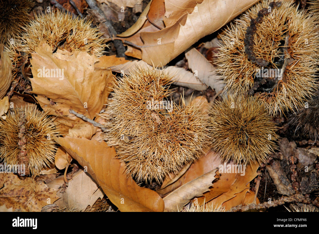 Chestnut casings hi-res stock photography and images - Alamy