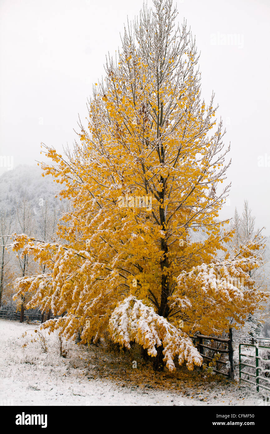 USA, Colorado, Yellow tree covered by snow Stock Photo - Alamy