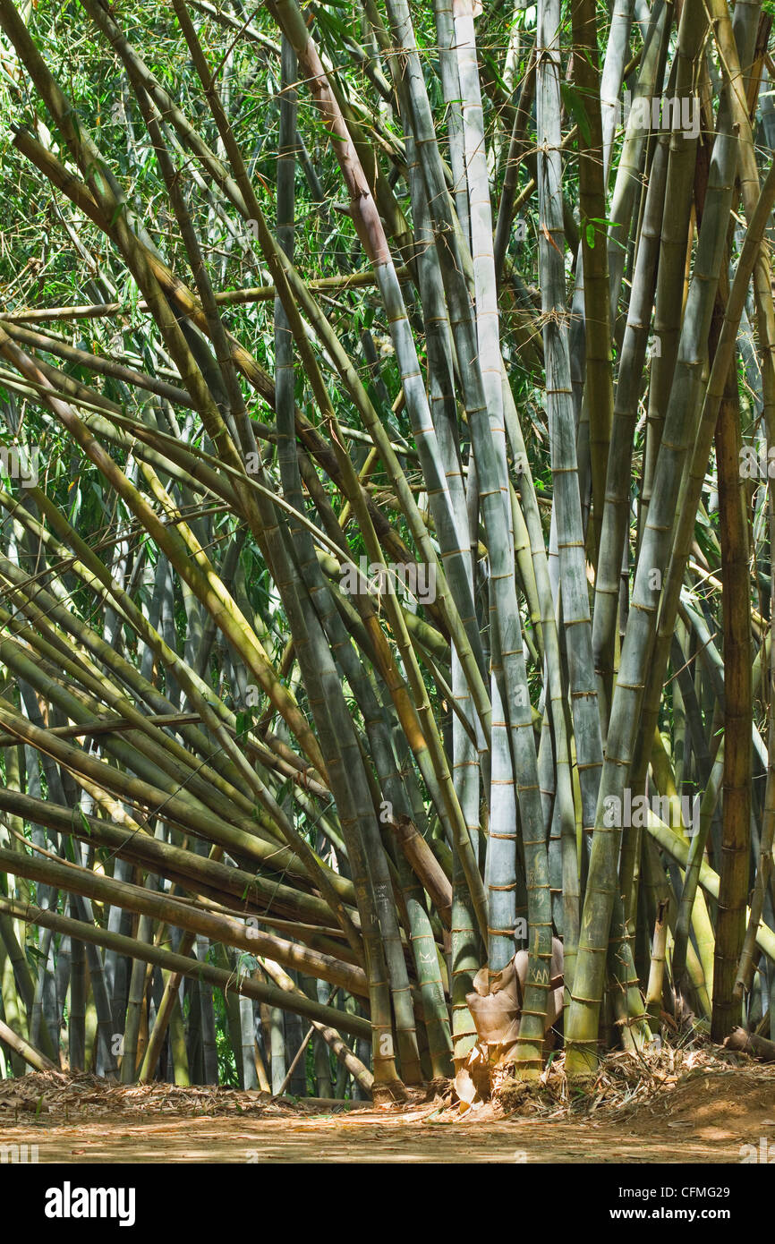Giant Bamboo of Burma in the 60 hectare Royal Botanic Gardens ...