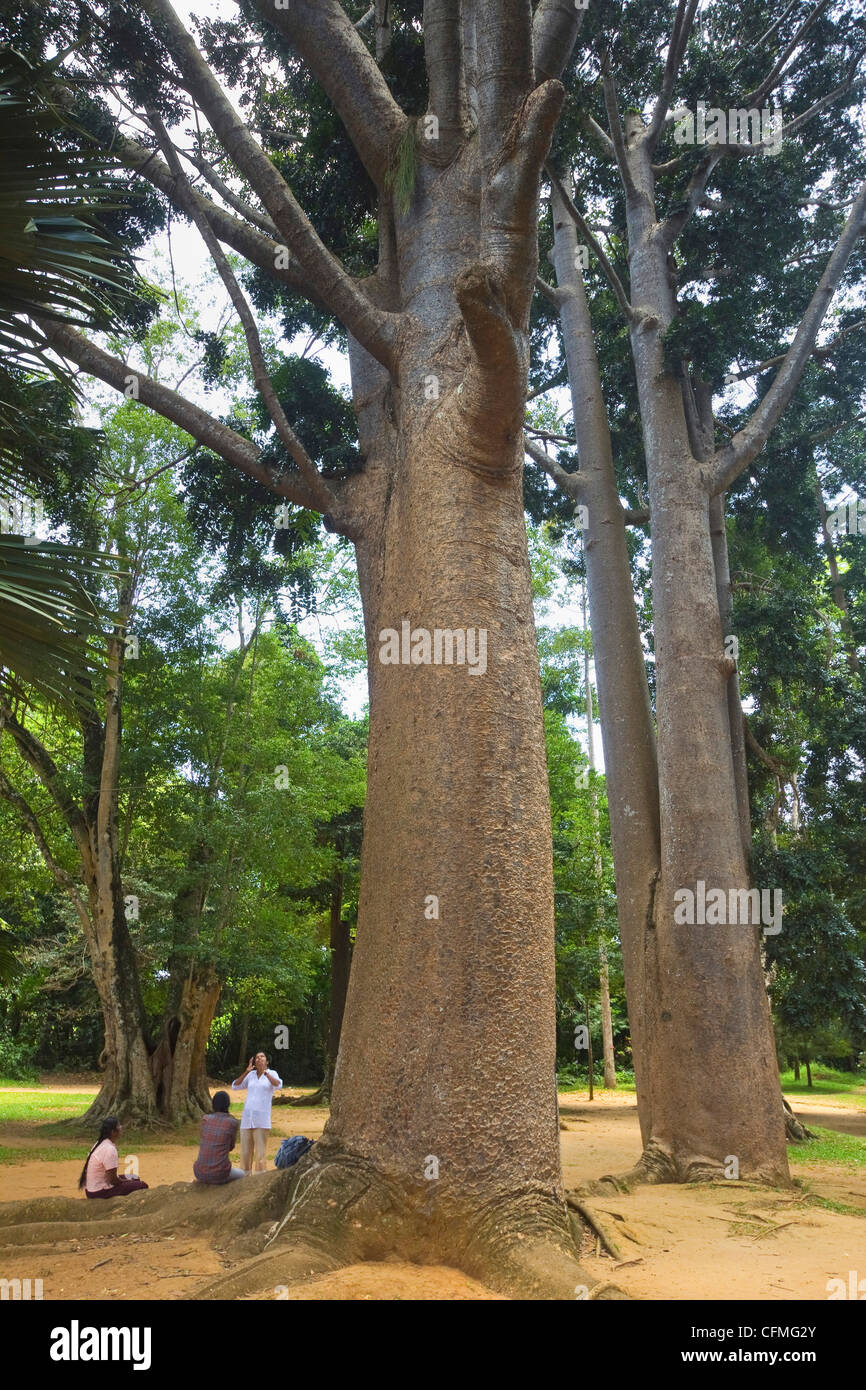 Smooth vertical trunk hi-res stock photography and images - Alamy