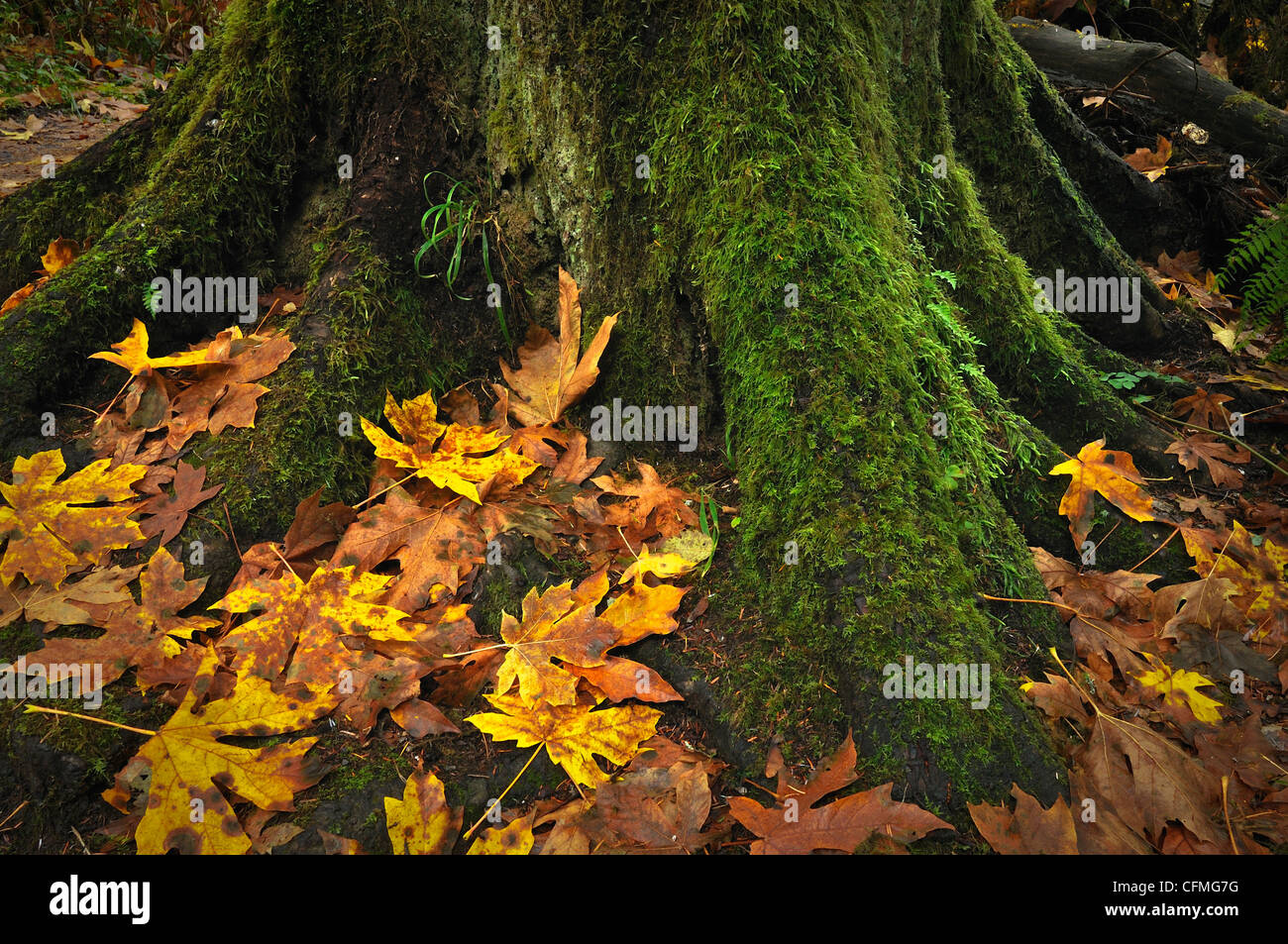 USA, Oregon, Silver Falls State Park, Tree trunk and leaves Stock Photo ...
