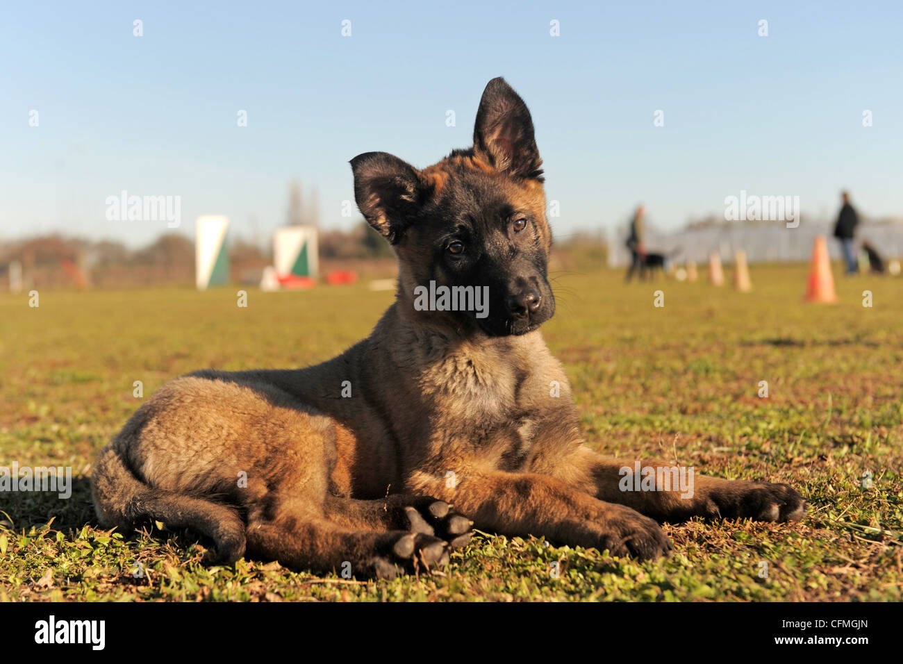 Belgian malinois puppy hi-res stock photography and images - Alamy
