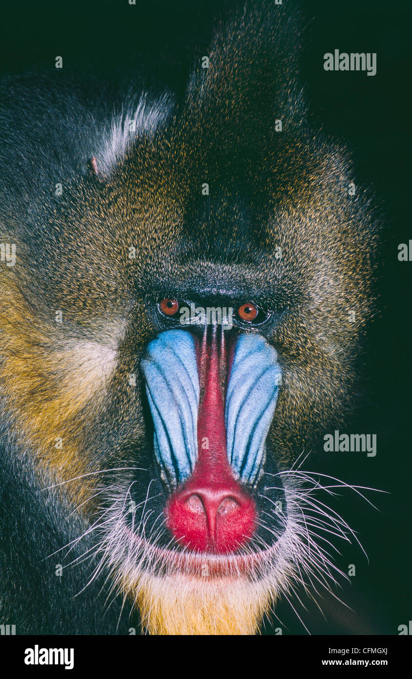 Male mandrill baboon hi-res stock photography and images - Alamy
