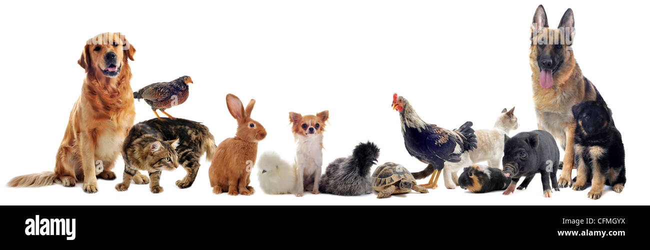 Group of dogs and cats hi-res stock photography and images - Alamy