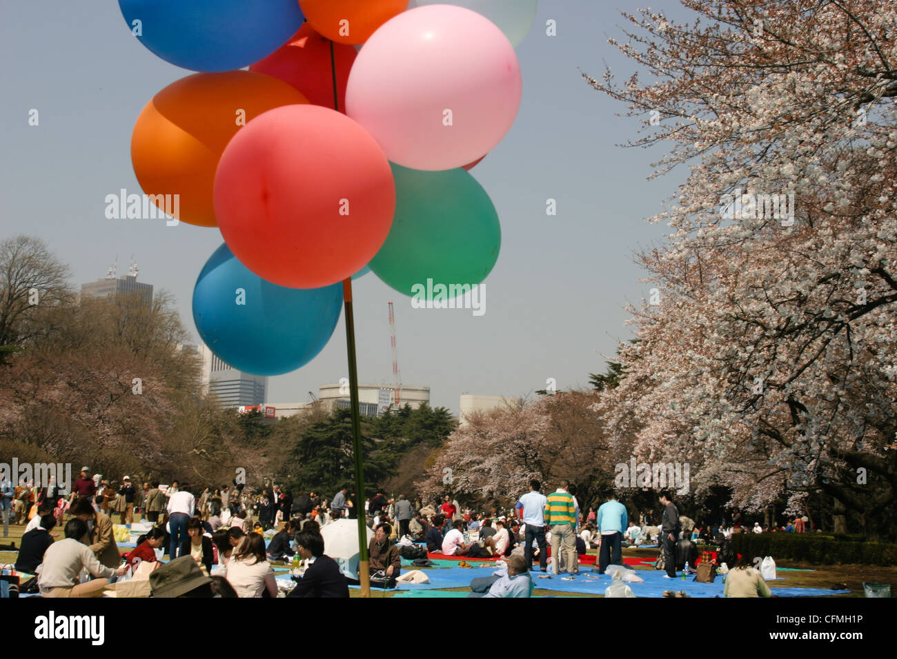 Hanami time- cherry blossom viewing parties in Shinjuku Park, Shinjuku ...
