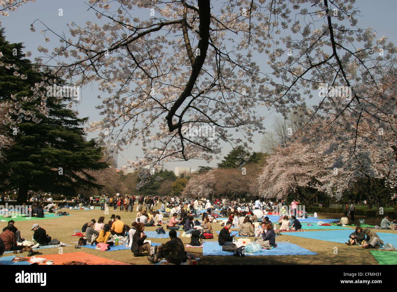 Hanami time- cherry blossom viewing parties in Shinjuku Park, Shinjuku ...