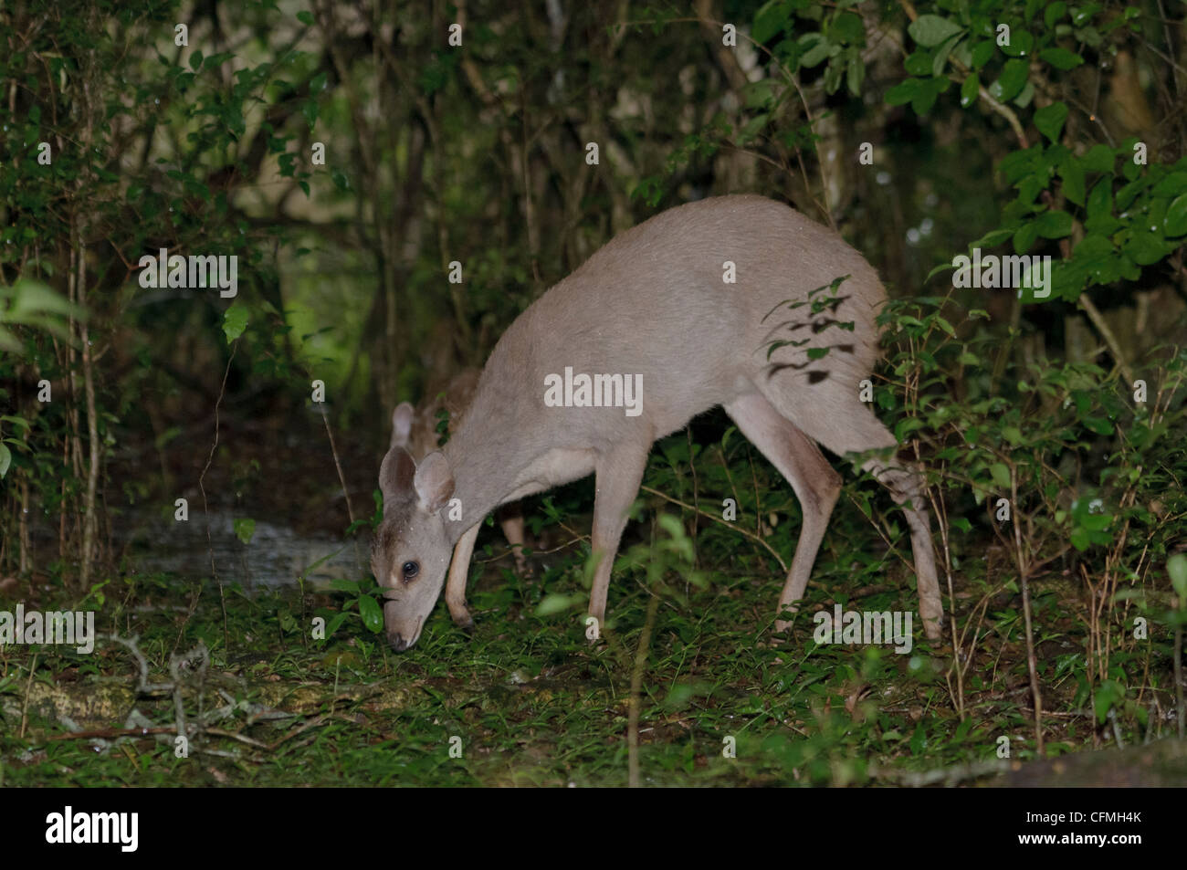 Grey Brocket (Mazama gouazoubira) Photographed in the wild Stock Photo ...