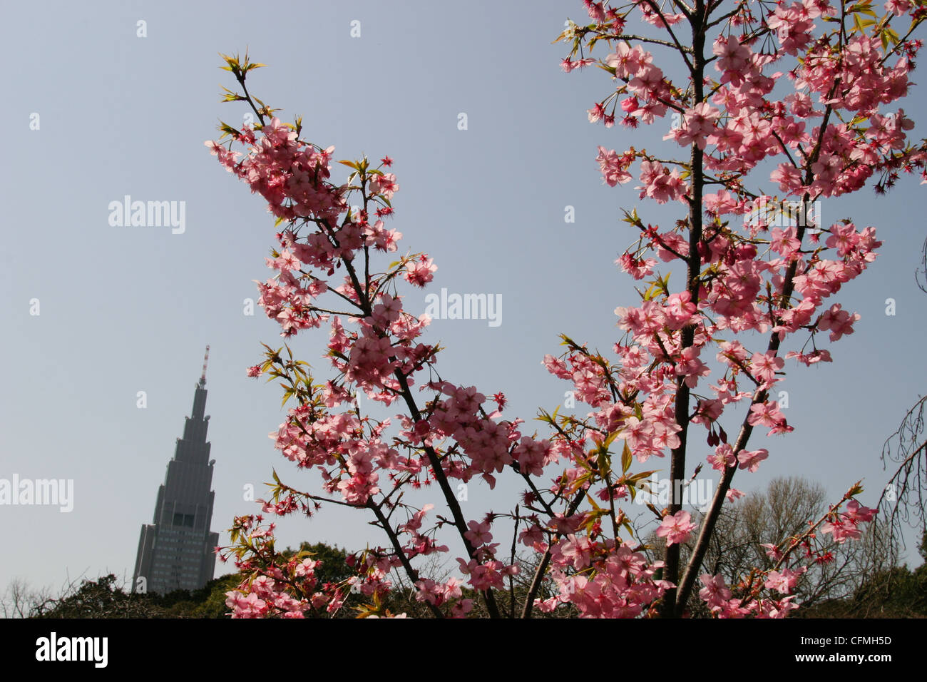 Hanami time- cherry blossom viewing parties in Shinjuku Park, Shinjuku ...