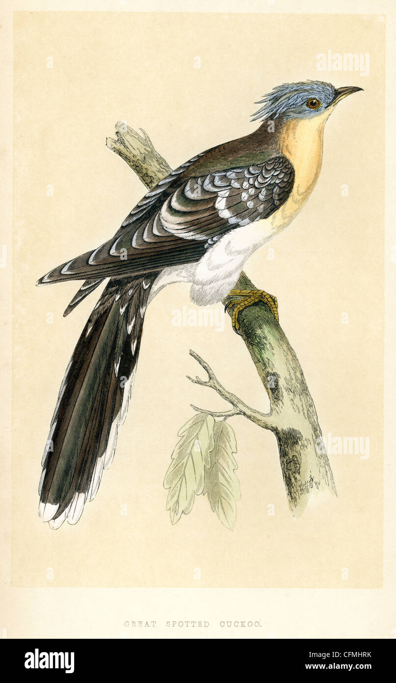 Vintage print of a Great Spotted Cuckoo (Clamator glandarius) is a ...