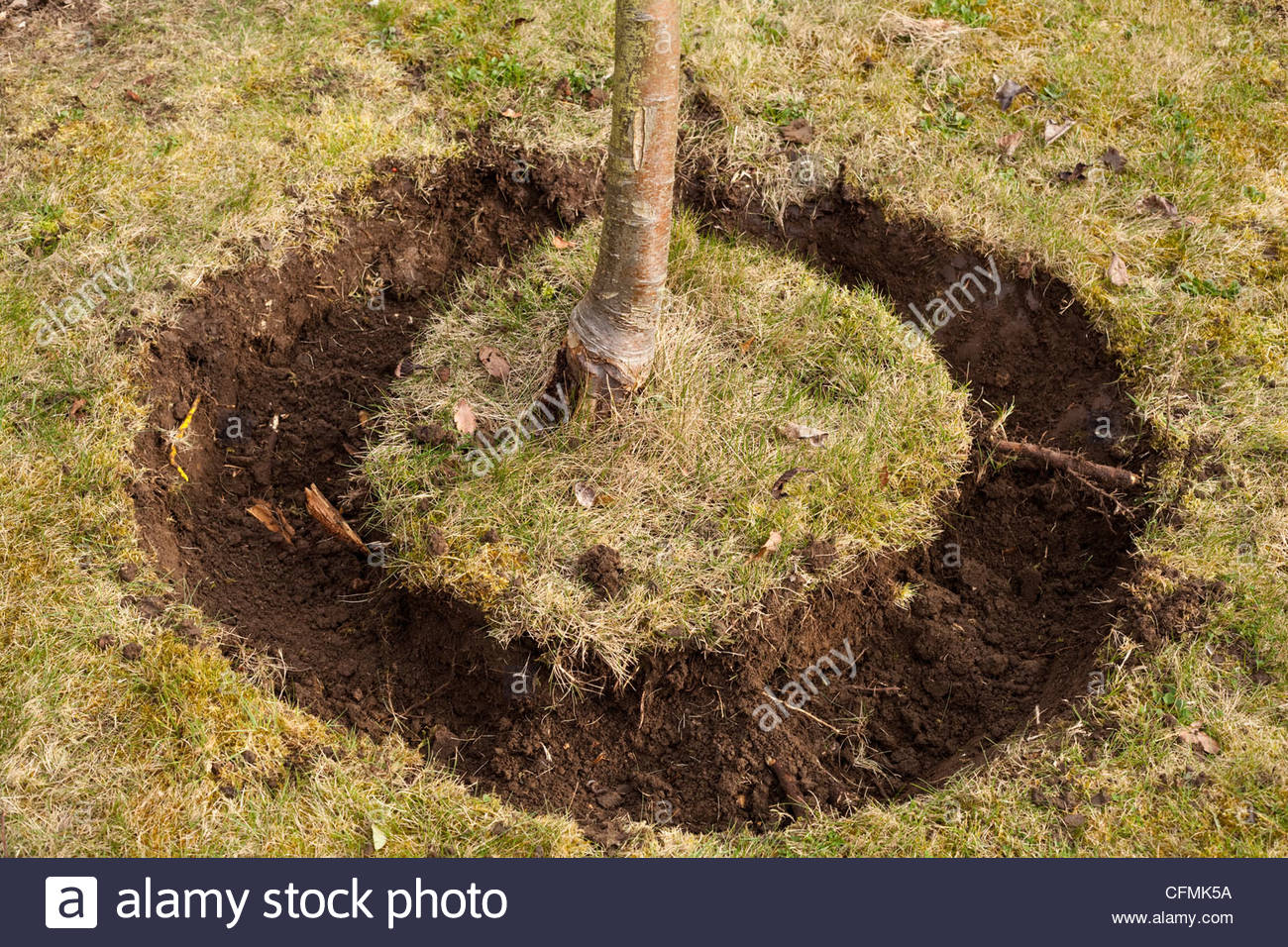 Root Ball Tree High Resolution Stock Photography and Images - Alamy